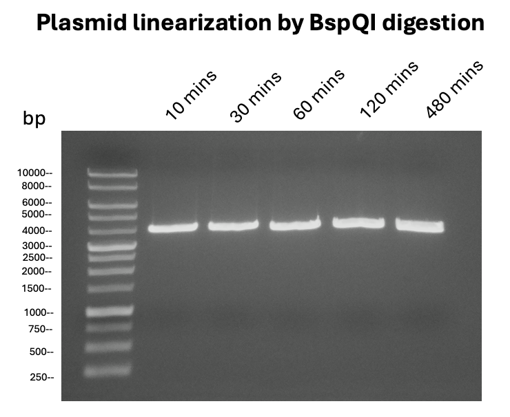GMP ® BspQI - GMP ® BspQI